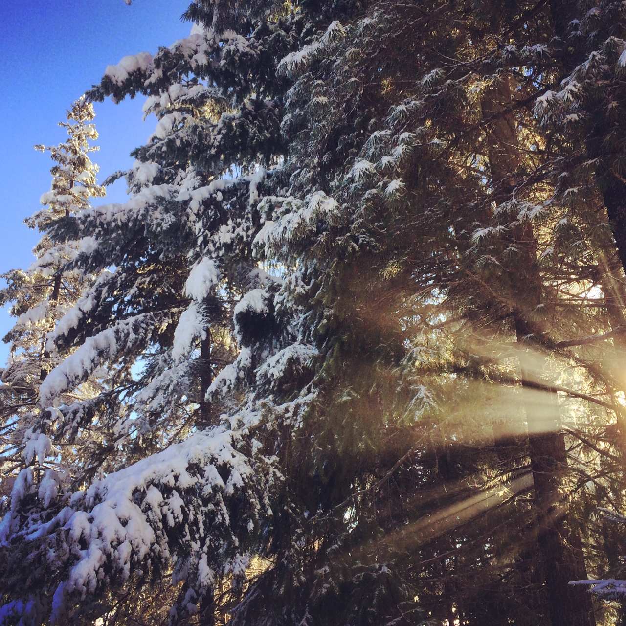 Welcome Back Pacific Northwest Winter – This is My Northwest